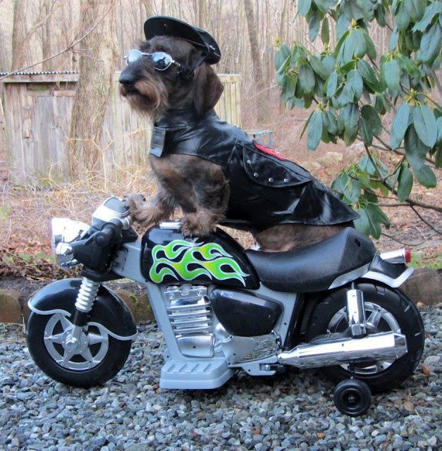 MOTORCYCLE LEATHERS – ALL YOU NEED TO KNOW - National Motorcycle Alliance